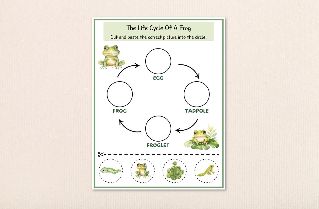 Frog Life Cycle Worksheets – Montessori Cut & Paste Activity – Spring ...