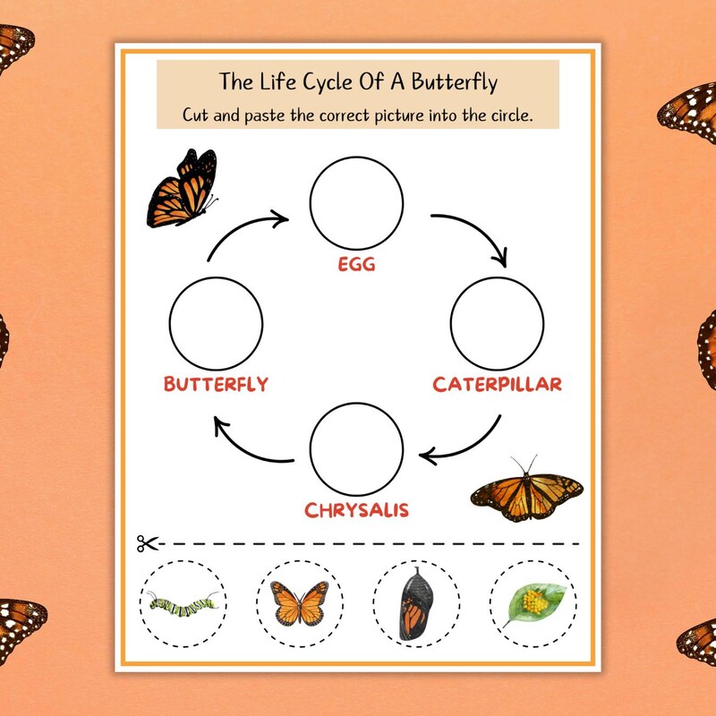 Butterfly Life Cycle - Etsy