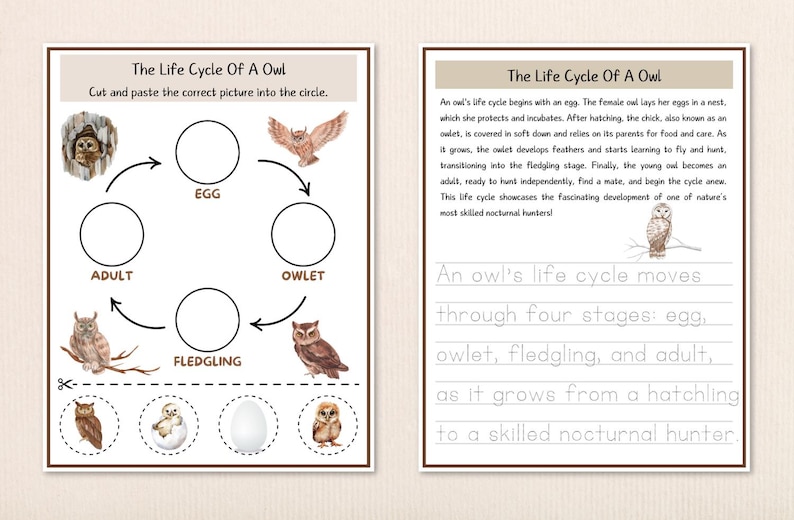 Owl Science Worksheets Bundle: Life Cycle, Habitat & Diet Activities - Etsy