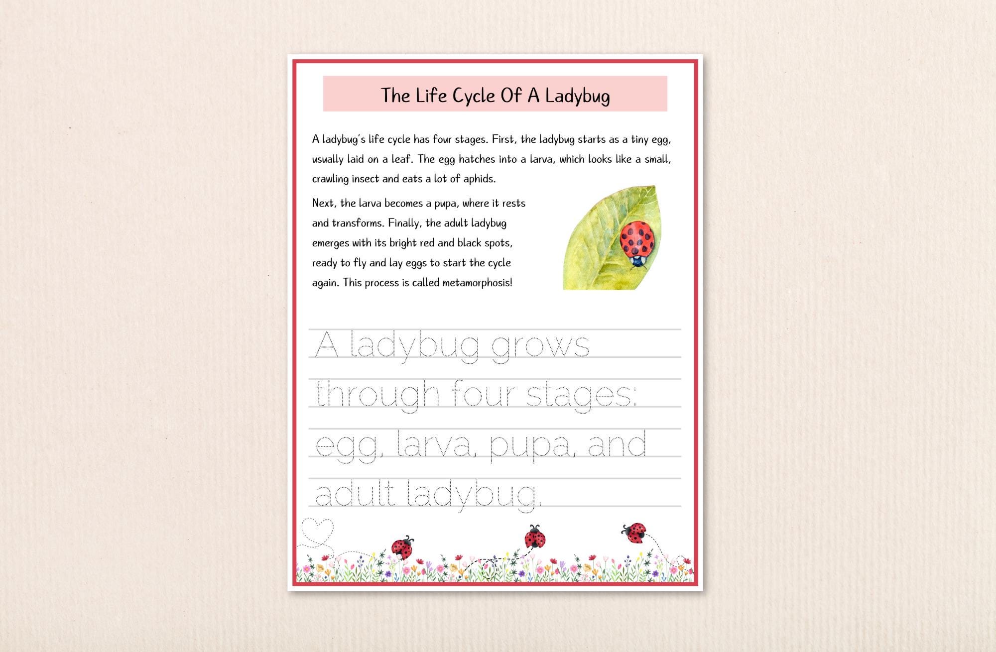 Ladybug Life Cycle Worksheets – Cut and Paste Science Activity, Insect ...