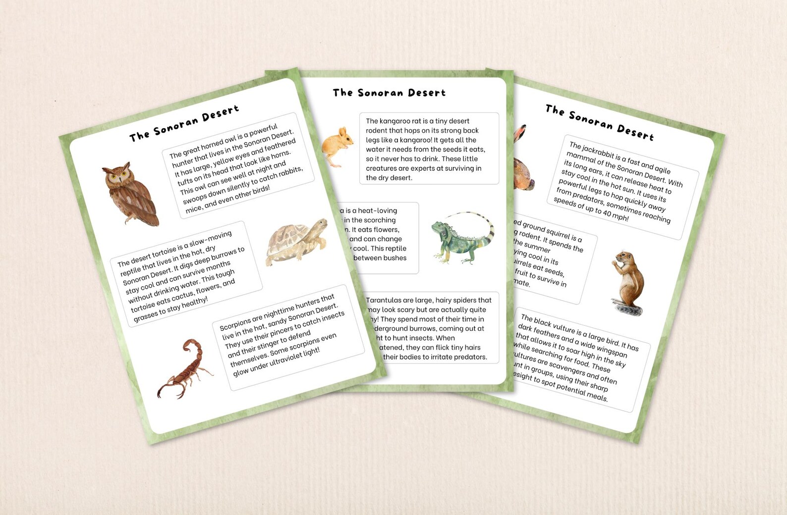 Sonoran Desert Worksheets Bundle: Science & Reading Activities ...
