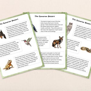 Sonoran Desert Worksheets Bundle: Science & Reading Activities ...