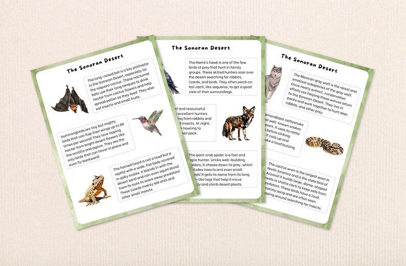 Sonoran Desert Worksheets Bundle: Science & Reading Activities ...