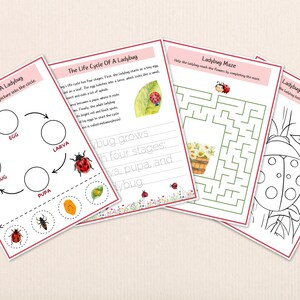 Ladybug Life Cycle Worksheets – Cut and Paste Science Activity, Insect ...