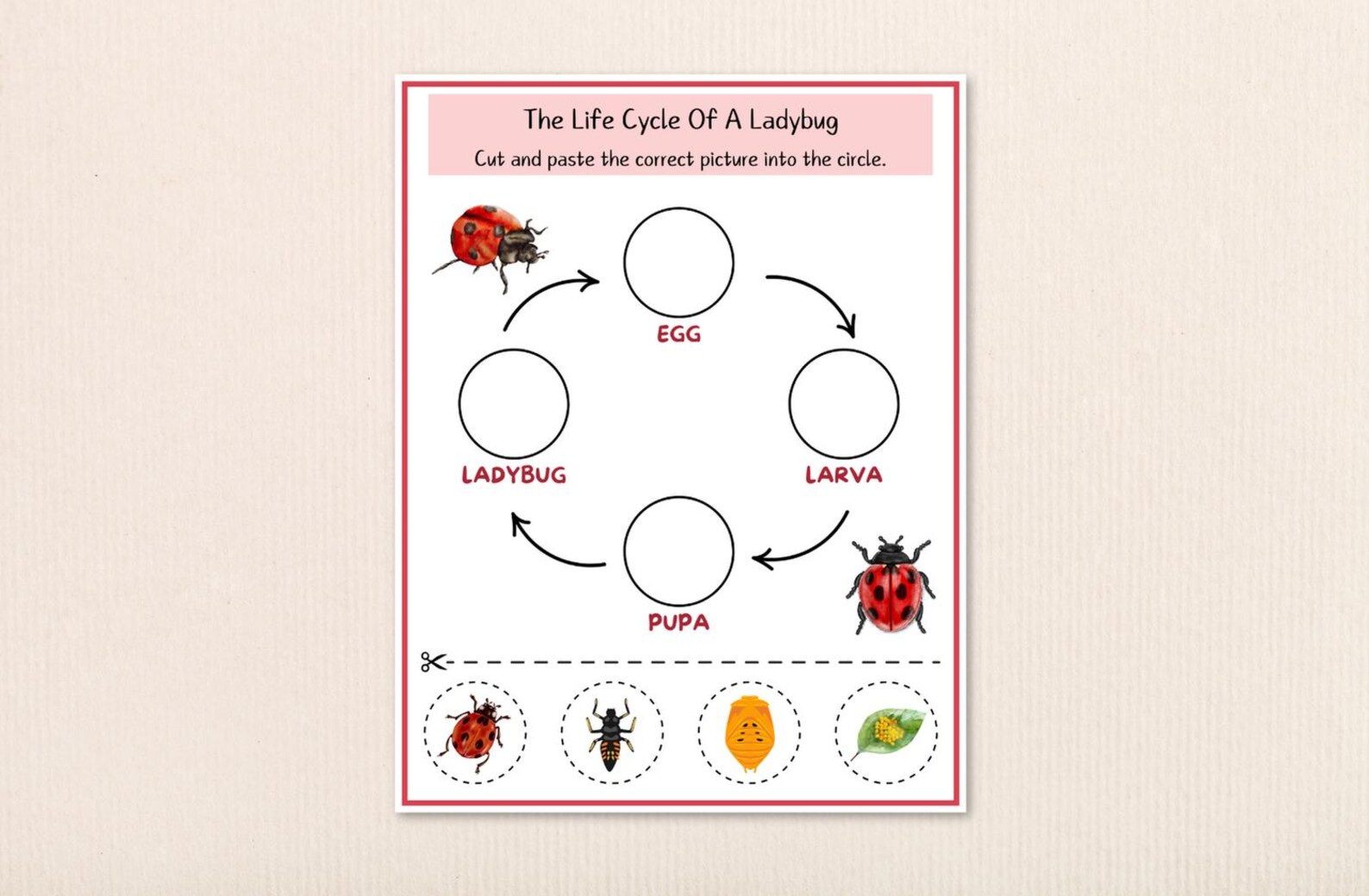 Ladybug Life Cycle Worksheet: Cut & Paste Science Activity (printable ...