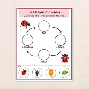 Ladybug Life Cycle Worksheet: Cut & Paste Science Activity (printable ...