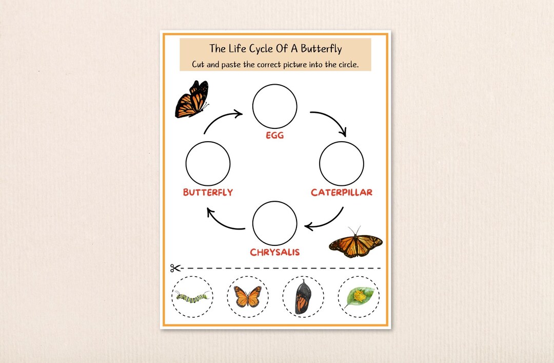 Butterfly Life Cycle Worksheets – Caterpillar Cut and Paste Science ...