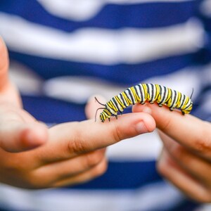 Caterpillar Cut and Paste Activity | Spring Fine Motor Printable (PDF ...