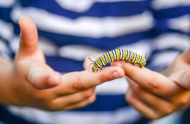 Caterpillar Cut and Paste Activity – Fun Bug Craft, Spring Fine Motor ...