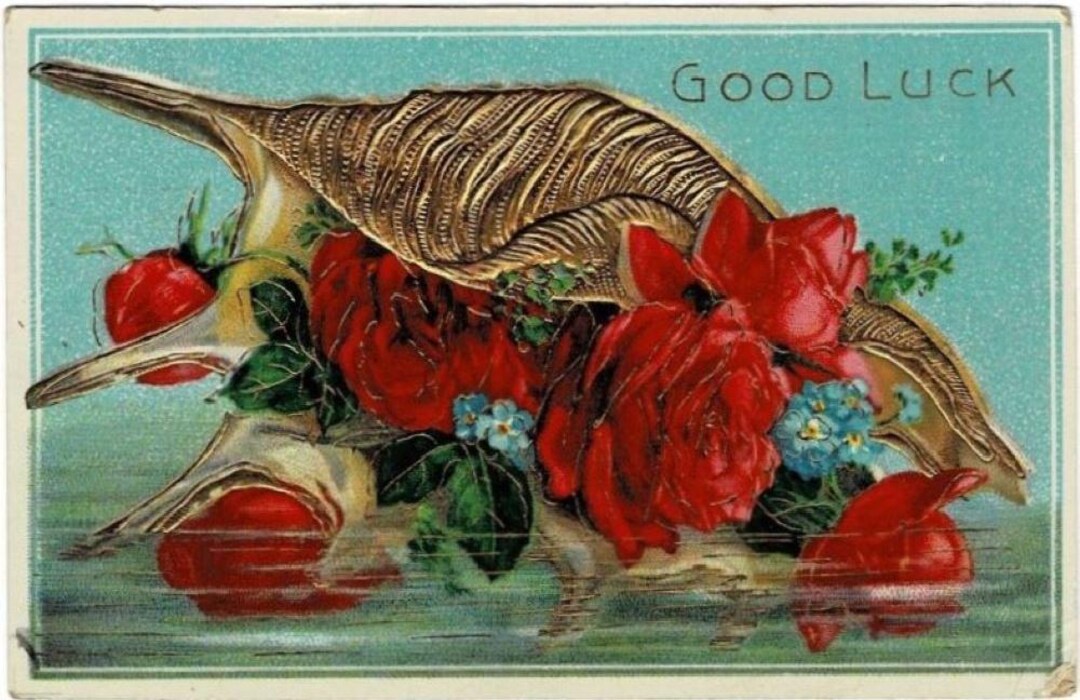 1913 Good Luck Conch Shell & Roses Vintage Postcard Get Lucky Vintage ...