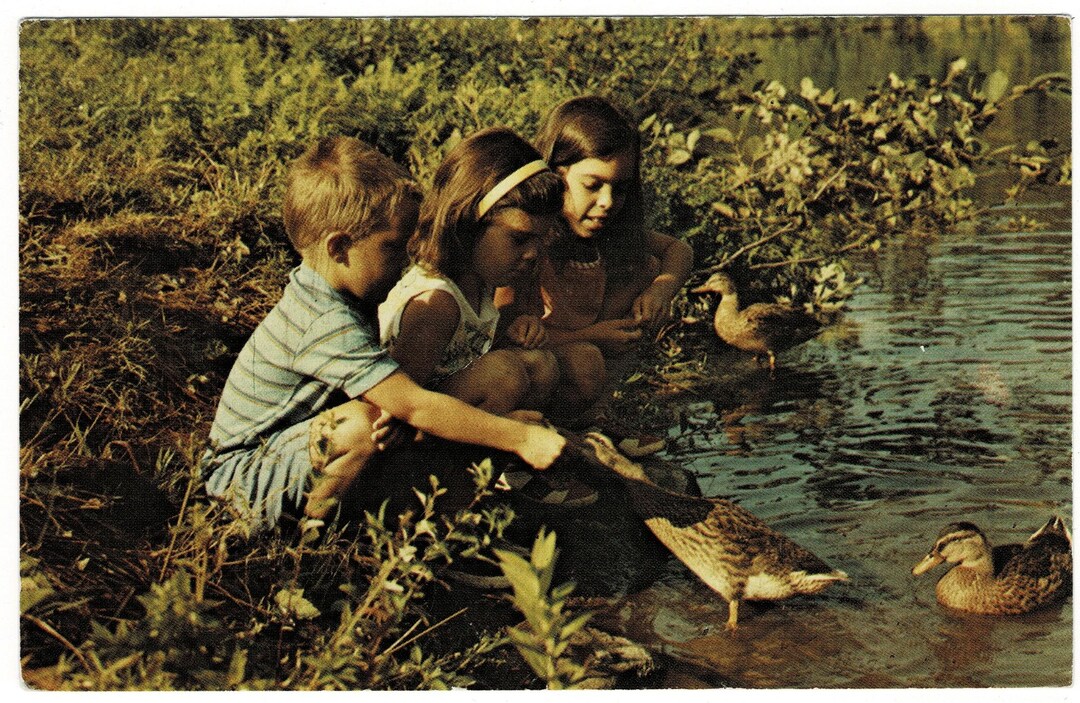 1965 Banner Lodge Nature Time Moodus Connecticut Vintage Postcard ...