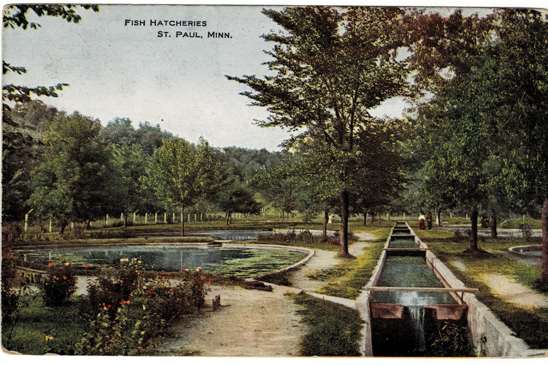 1909 Fish Hatcheries St. Paul Minnesota Vintage Postcard Get Lucky ...