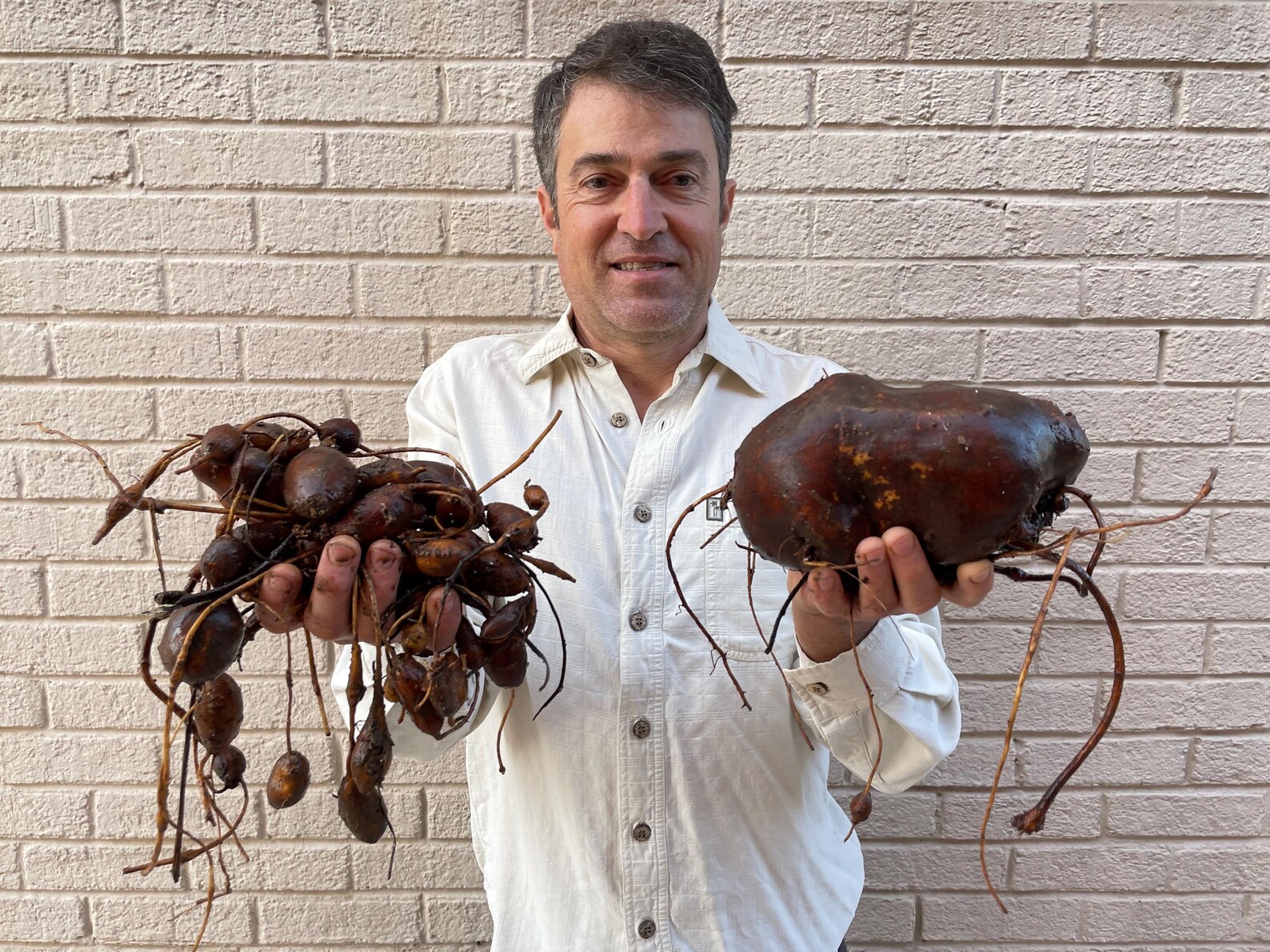 Apios Americana Var "simon" "1972" LSU Improved, American Groundnut ...