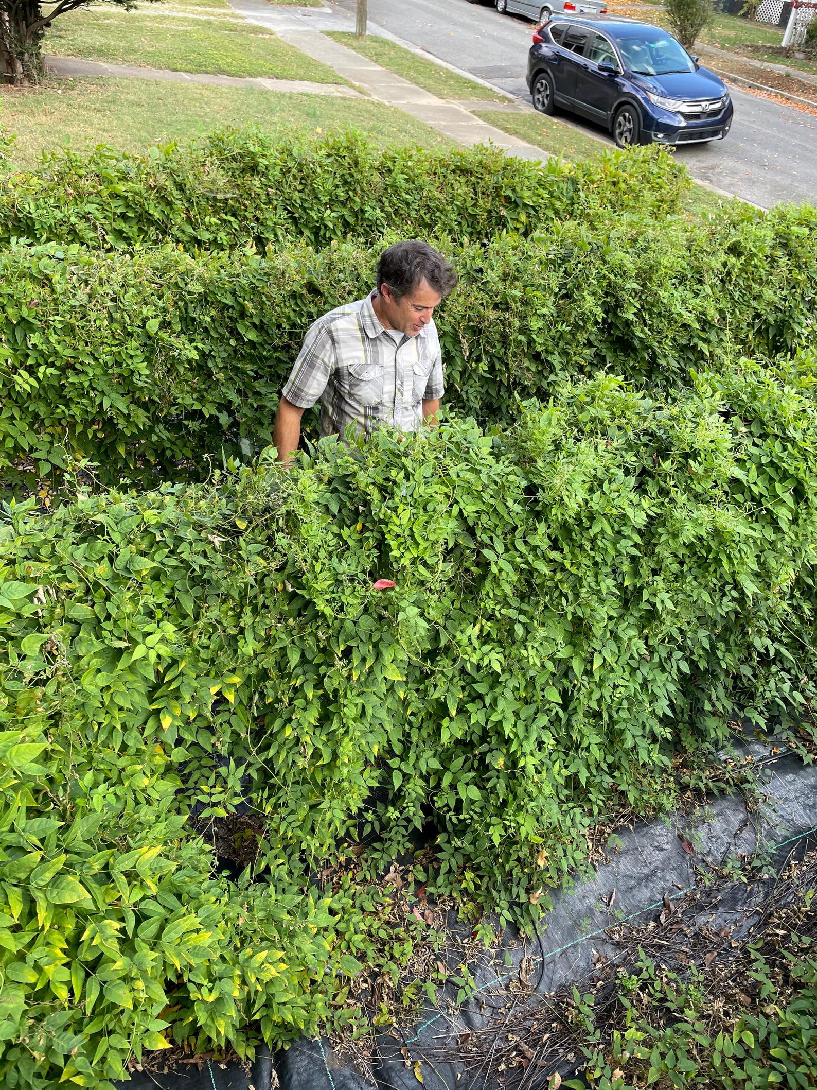 Apios Americana Var "simon" "1972" LSU Improved, American Groundnut ...