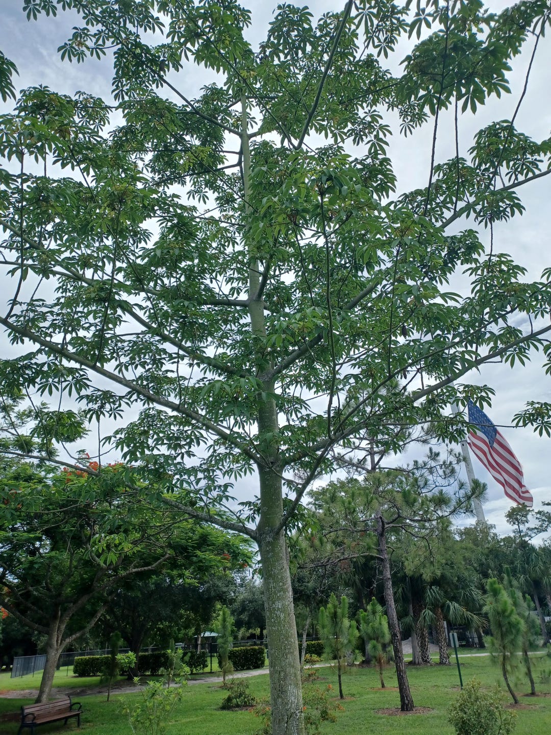 Silk Cotton Tree Seeds, Ceiba Pentandra (gathered 2024) - Etsy