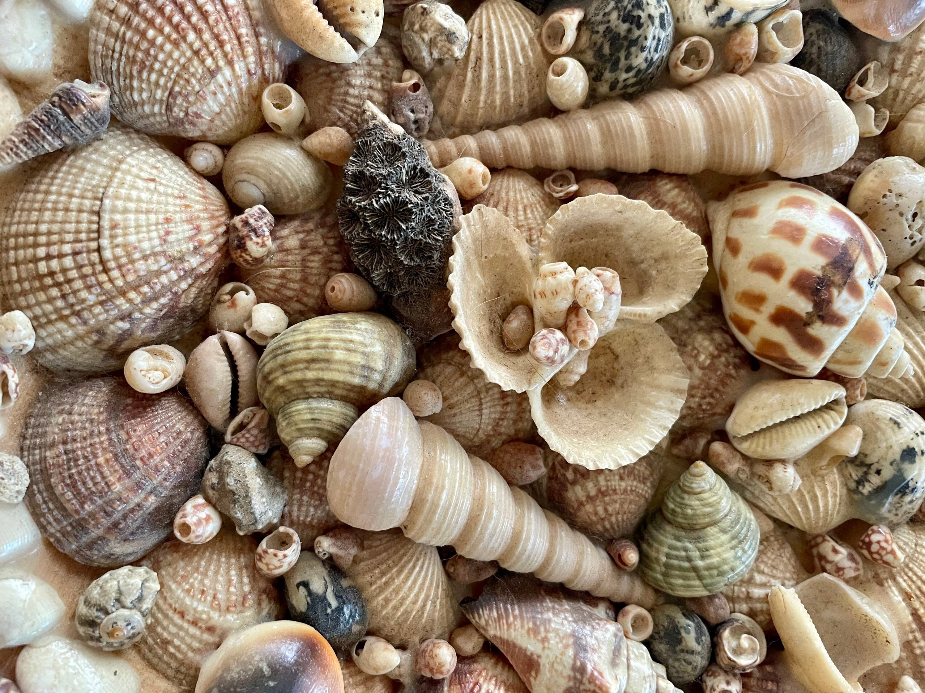 Sea Shell Art, Unique Vintage Collection of Shells, Coastal Decor - Etsy