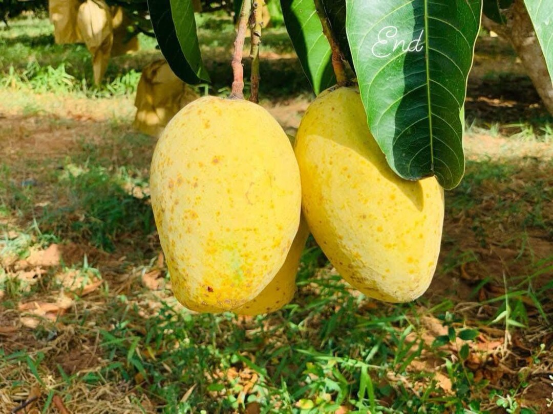 3 Seeds of Giant Alphonso Mango Varietie Very Sweet and Healthy Fruit ...