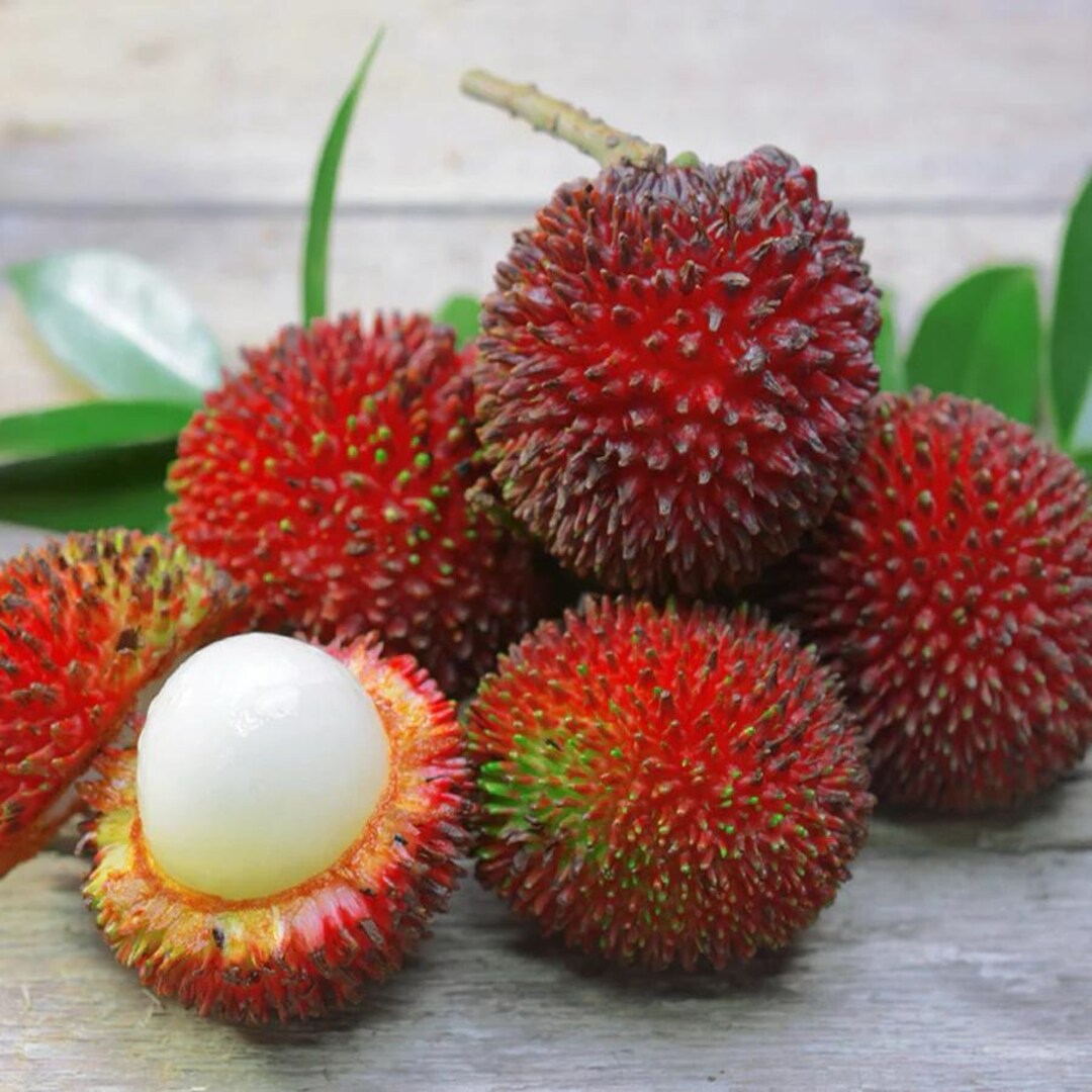 5+ Red Kapulasan Pulasan|nephelium Mutabile Seeds Type of Rambutan - Etsy
