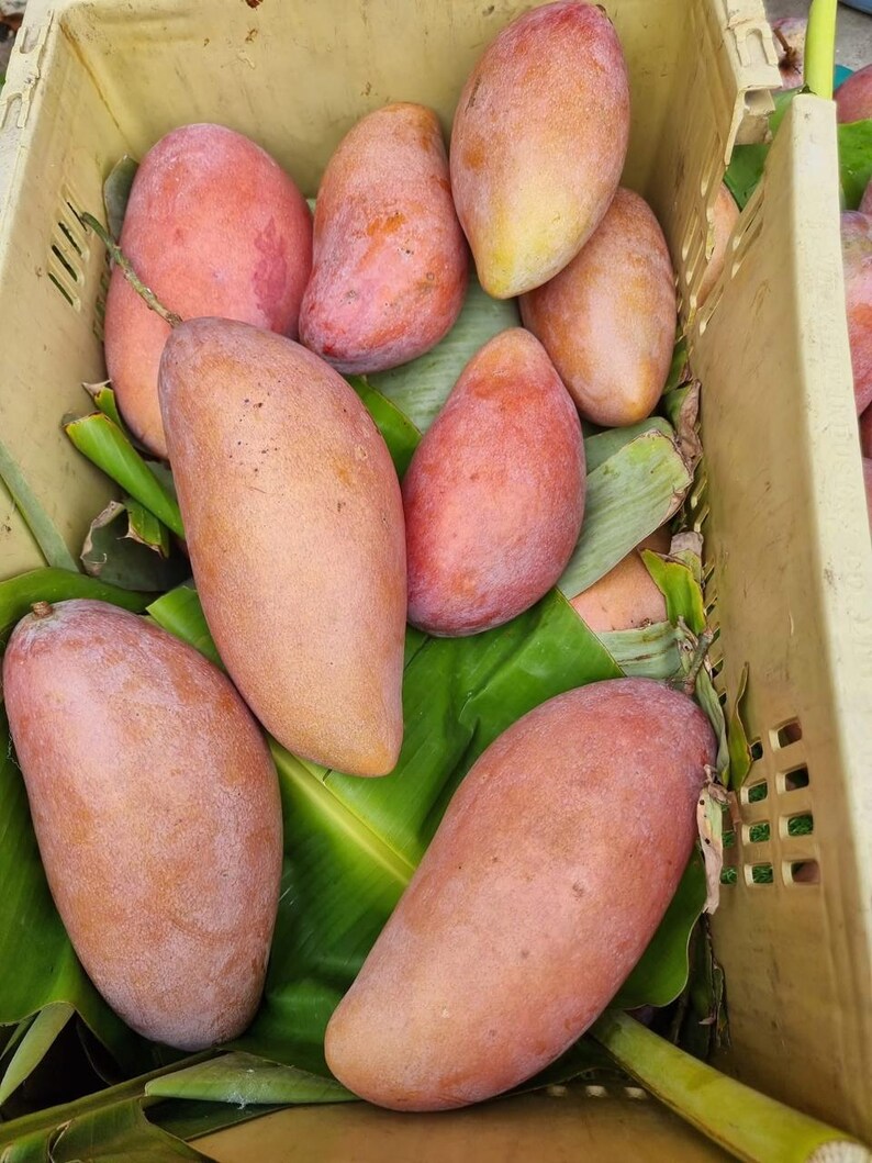 Rare Red Ivory Mango Seeds Red Ivory 5 Seeds US Seller - Etsy Canada