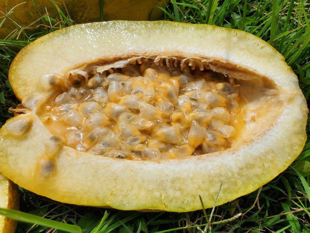 30 Giant Granadilla Passion Fruit Seeds/barbadine/badea/grenadine/giant ...