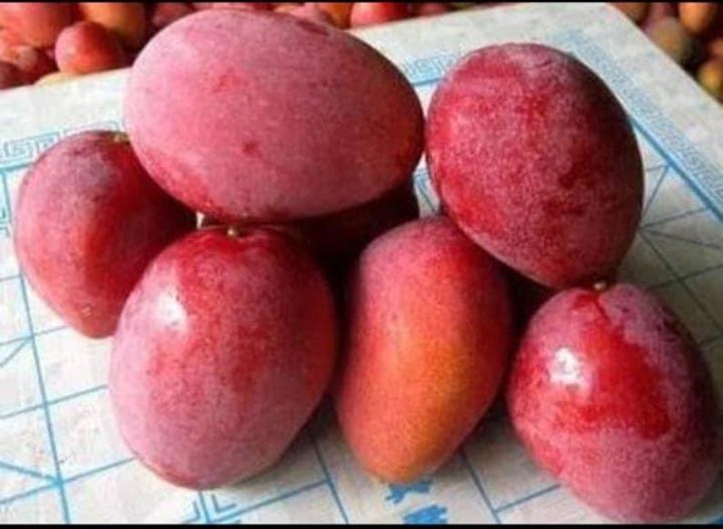 3 Miyazaki Mango Seeds / Manglifera / Red Apple Mango Seeds High ...
