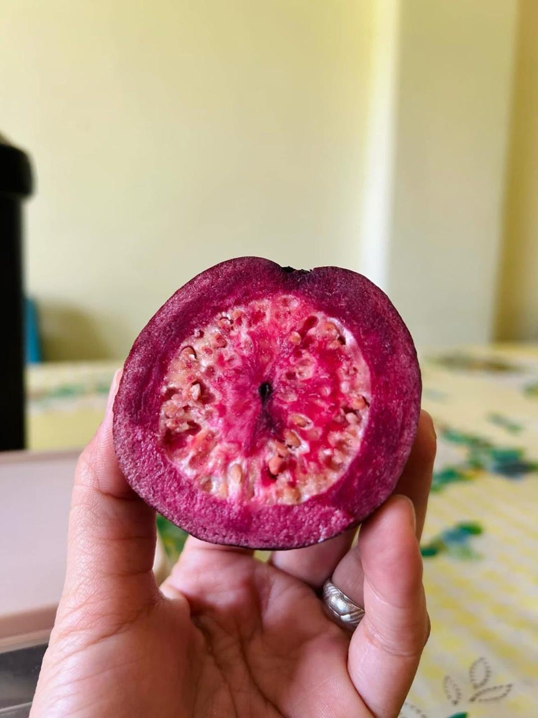 Rare 50+seeds of Purple Guava Fruit Rare Fruit Non GMO Heirloom - Etsy