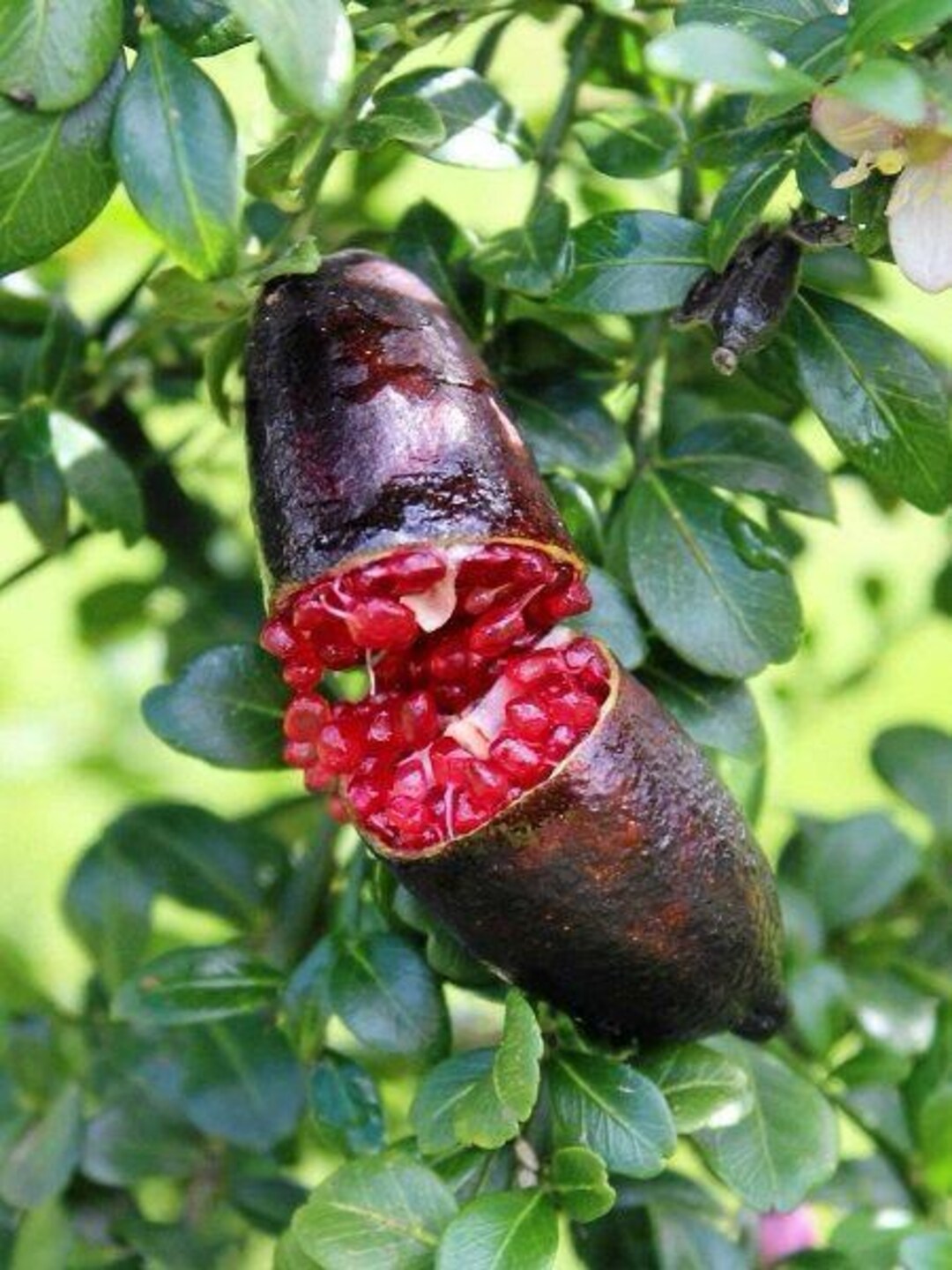 50+ Rare Dark Red Finger Limeseeds/crimson Tide Fingerlime Non Gmo ...