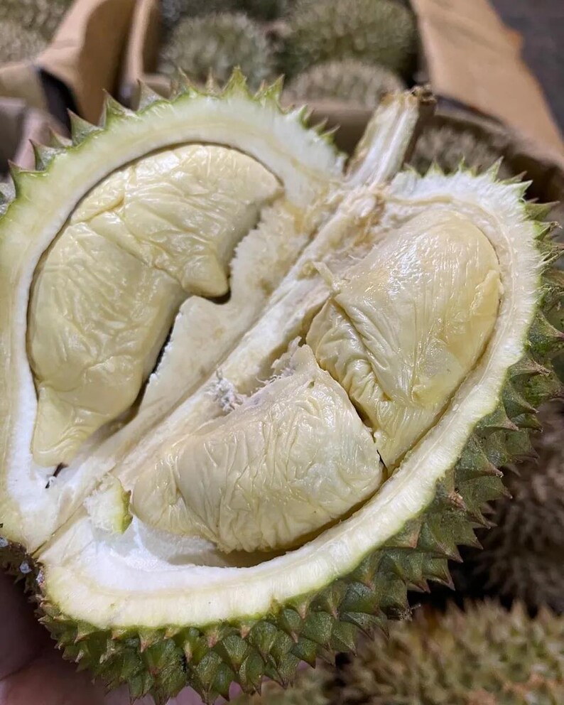3 Seeds of Rare White Durian Durio Seeds for Planting King of the Fruit ...