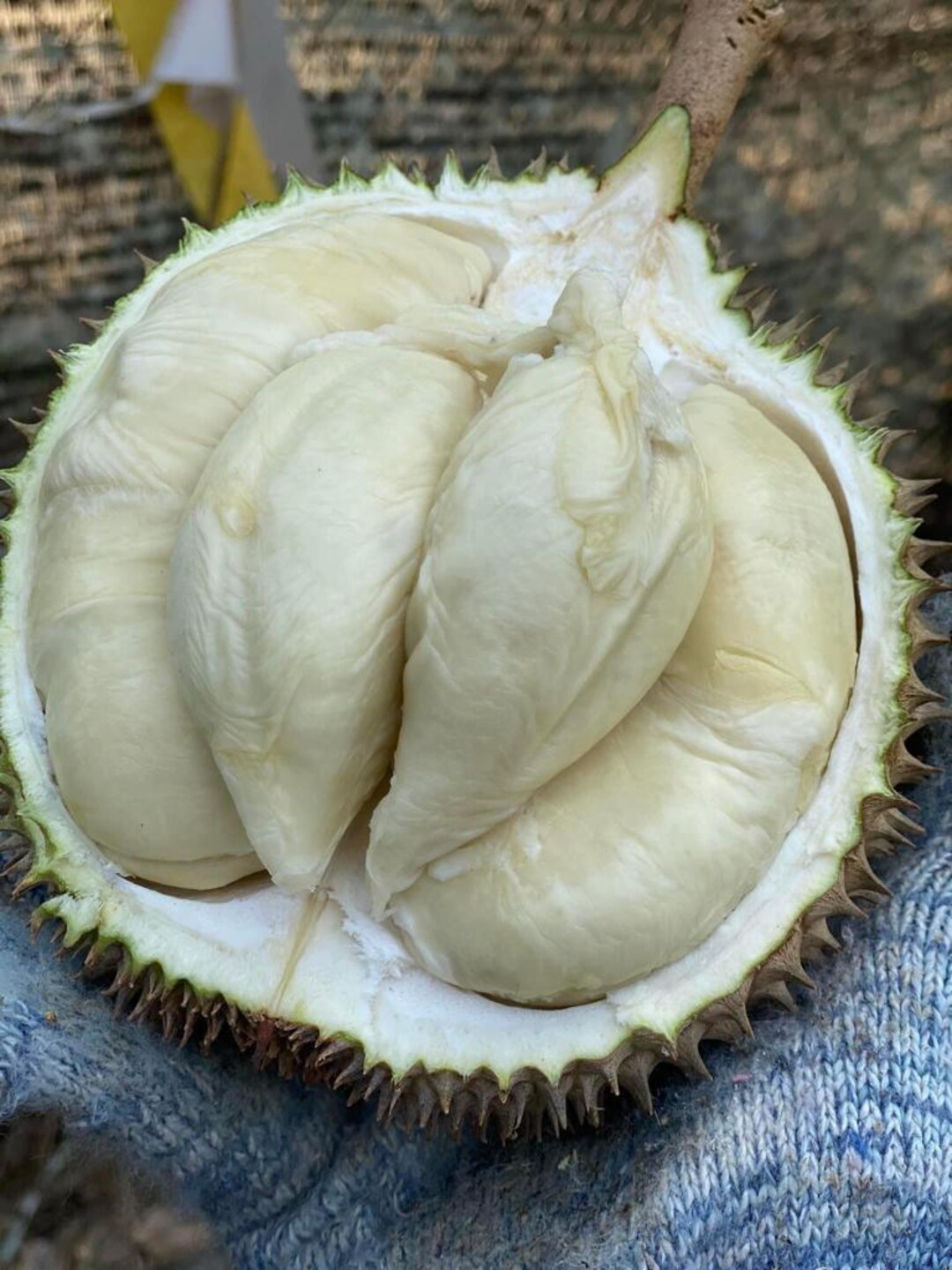 3 Seeds of Rare White Durian Durio Seeds for Planting King of the Fruit ...