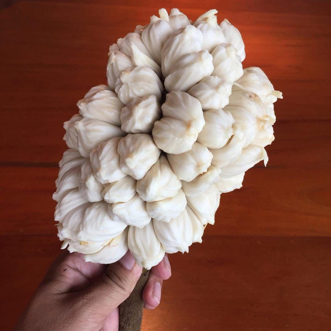 7+ White Marang(artocarpus Odoratissimus) Seeds for Planting - Etsy