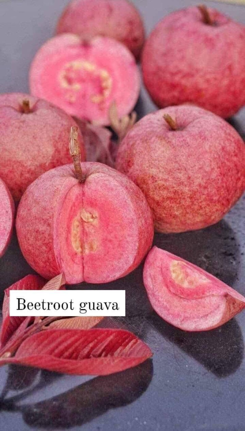 20 Seeds of Thai Red Guava/ruby Supreme Guava(psidium Guajava) High Germination - Etsy