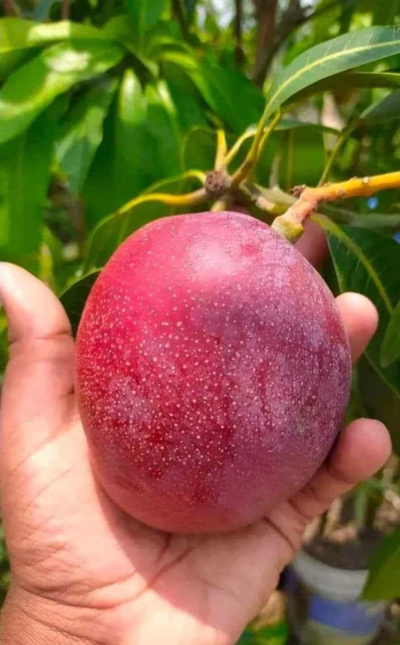 3 Miyazaki Mango Seeds / Manglifera / Red Apple Mango Seeds High ...