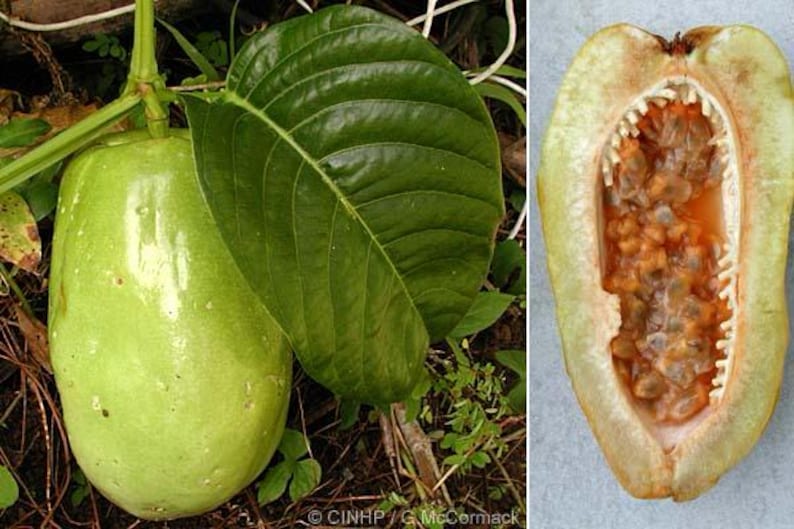 30 Giant Granadilla Passion Fruit Seeds Barbadine Badea Grenadine Giant ...