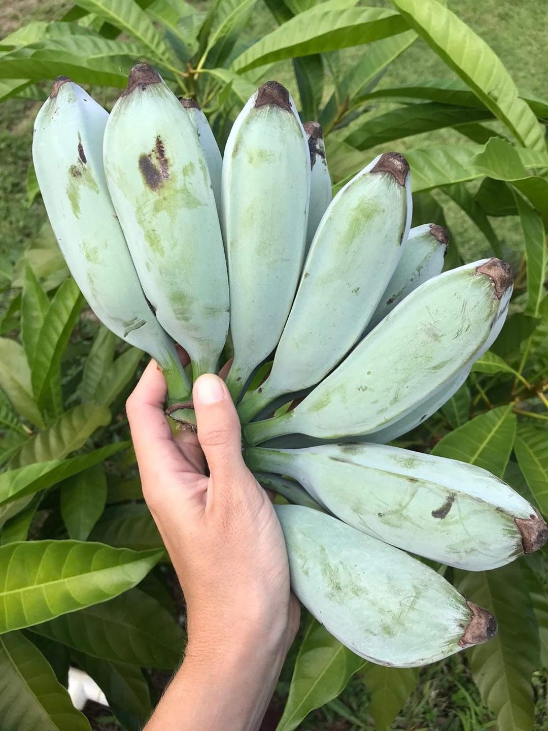 Blue Java (ice Cream Banana) 10+ Seeds Taste of Vanila Ice Cream - Etsy