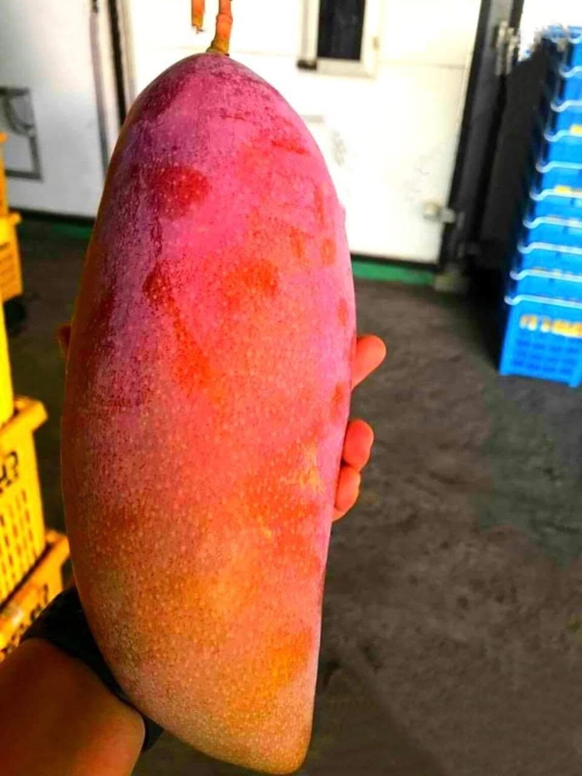 Rare Red Ivory Mango Seeds Red Ivory 5 Seeds US Seller - Etsy Canada