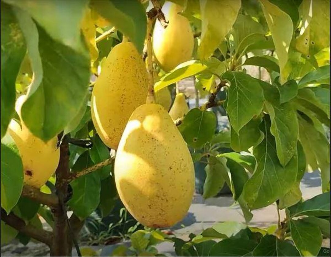 Rare Dwarf Yellow Avocado Seedss (persea Americana) USA SELLER - Etsy