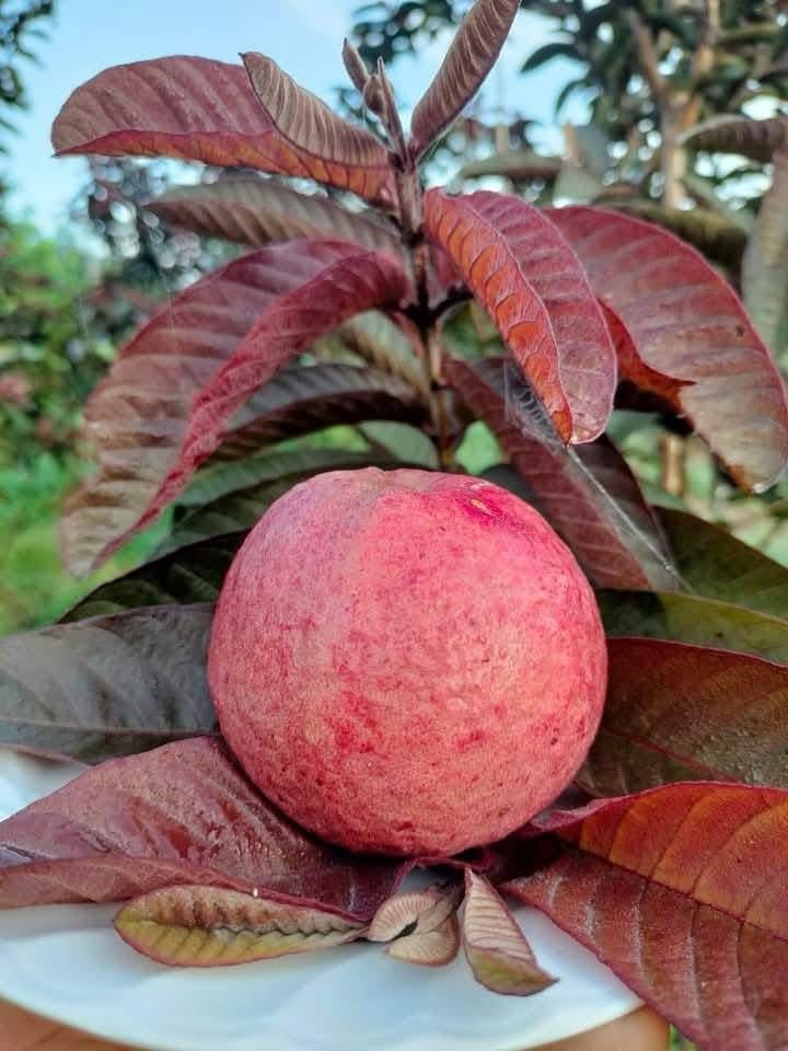 20 Seeds of Thai Red Guava/ruby Supreme Guava(psidium Guajava) High ...