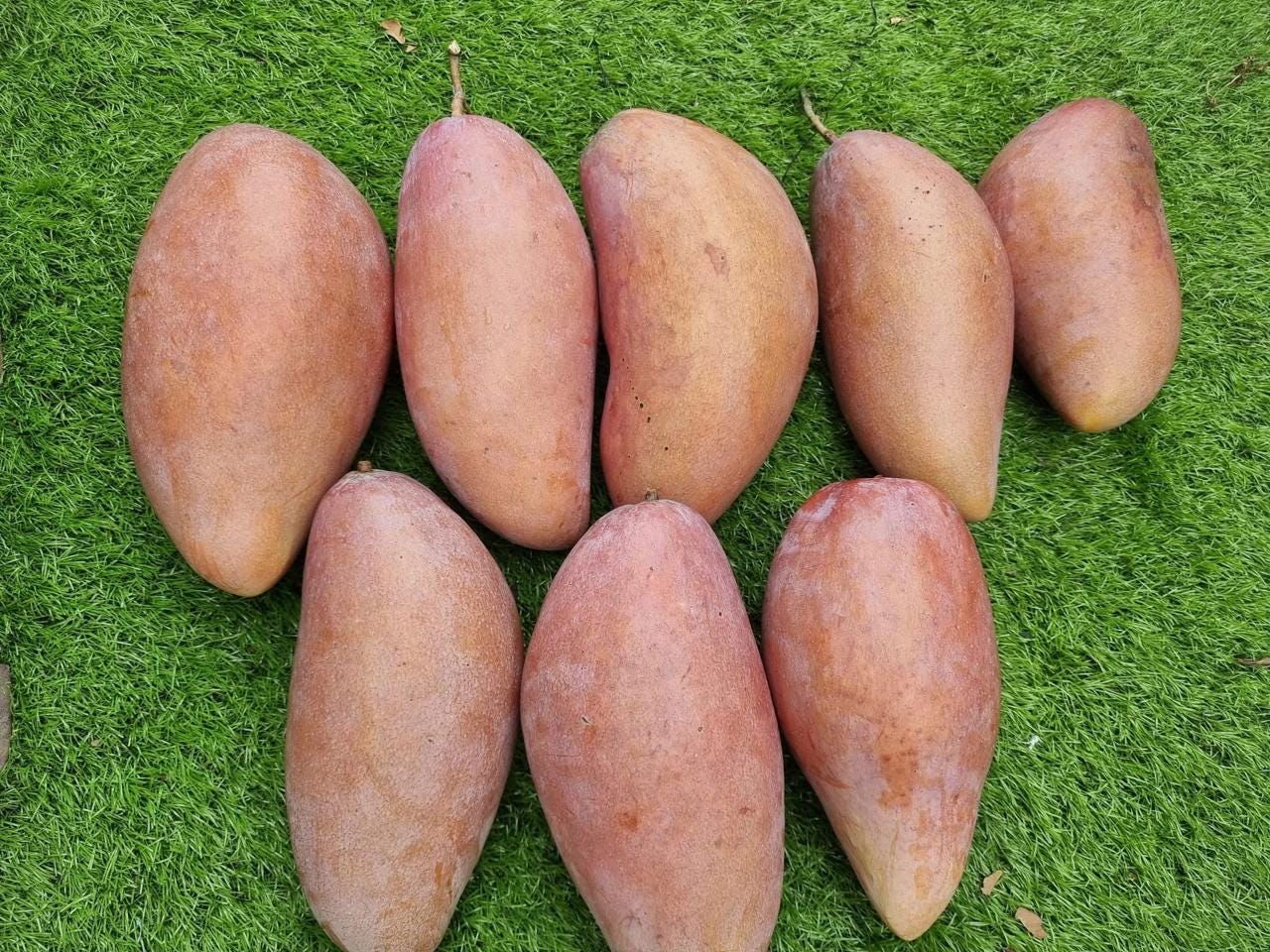 Rare Red Ivory Mango Seeds Red Ivory 5 Seeds US Seller - Etsy Canada