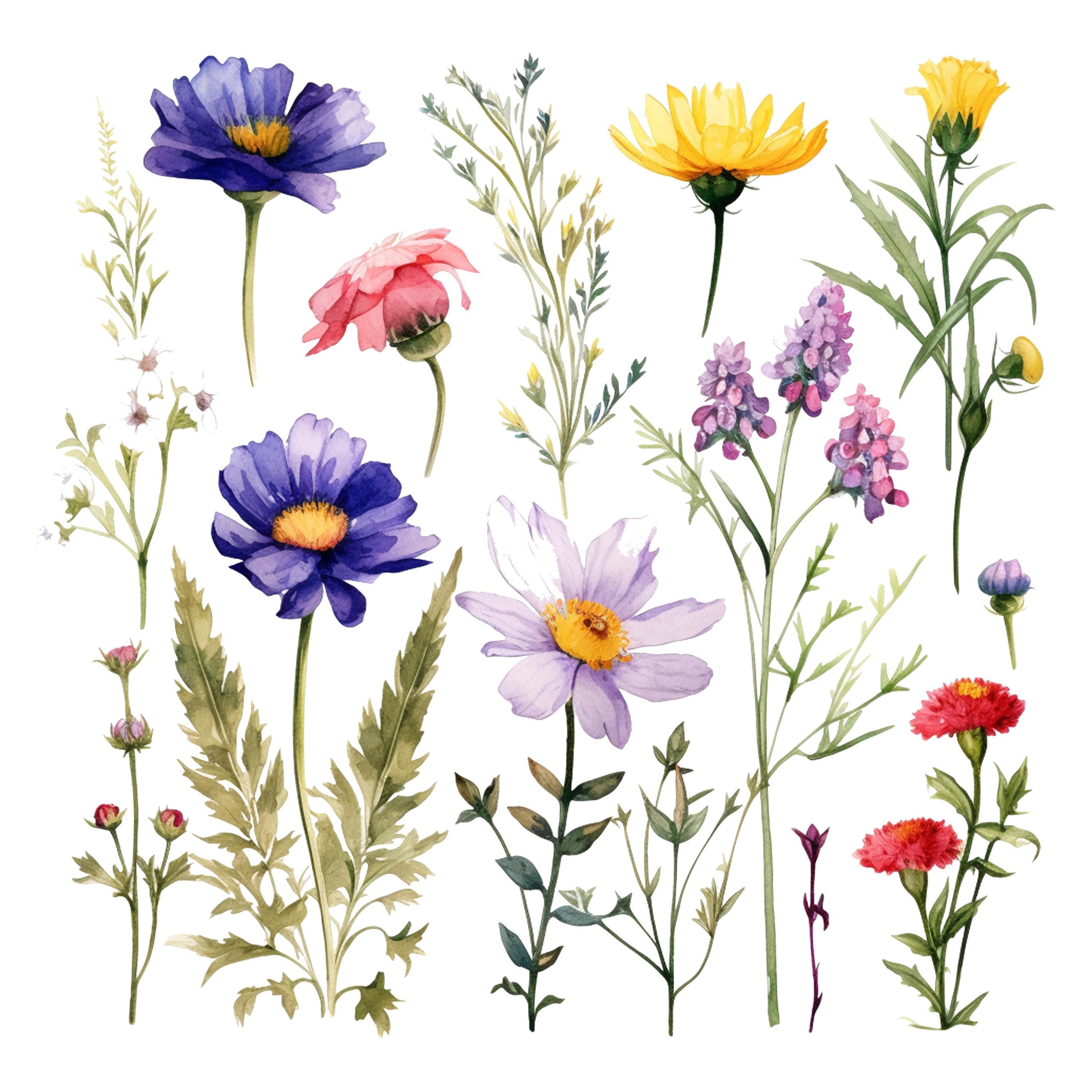 10 PNG Watercolor Wildflowers PNG Clipart, Dijital Download,digital ...