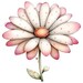 Spring Daisy Flower Clipart Set: Botanical Illustration Bundle 43 PNG ...