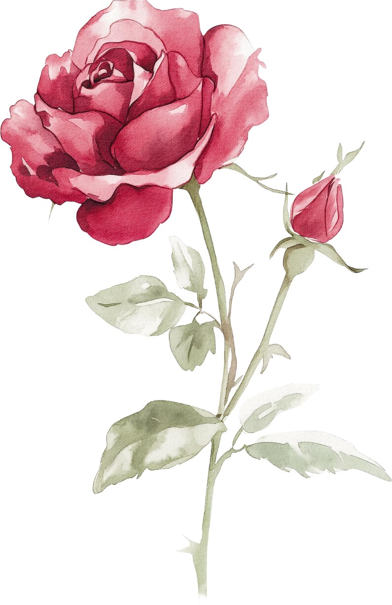 22 PNG Burgundy Rose Birth Flower Set,watercolor Clipart,high Quality ...