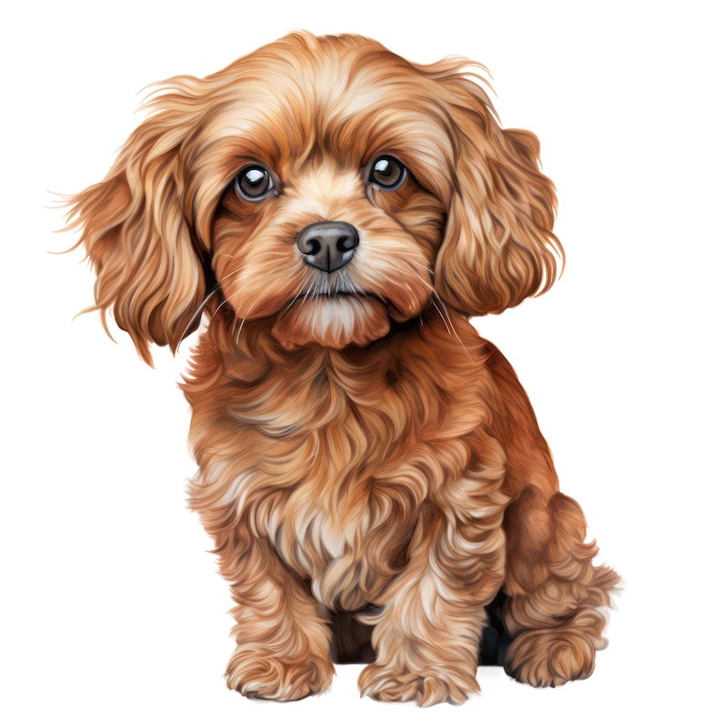 Watercolor Cavapoo Clipart Bundle: 36 PNG Images (digital Download ...