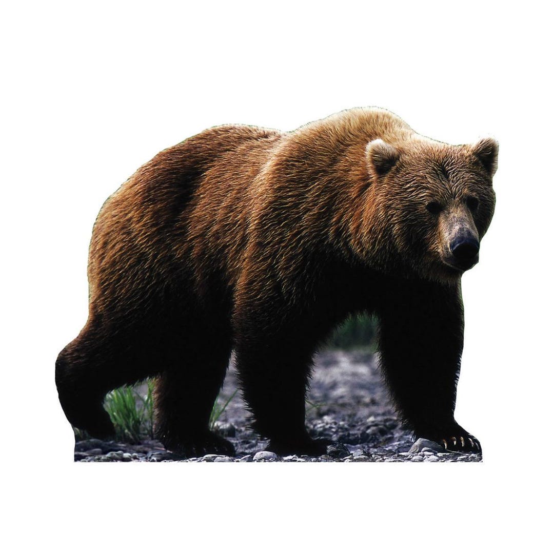 Grizzly Bear Cardboard Cutout, Life-size Animal Standee, Wildlife Party ...