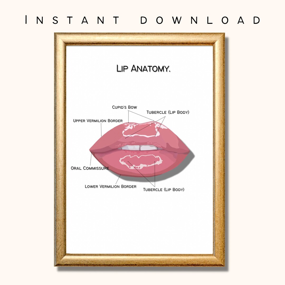Lip Anatomy Poster, Digital Print, Anatomy, A4, A3, A1 - Etsy