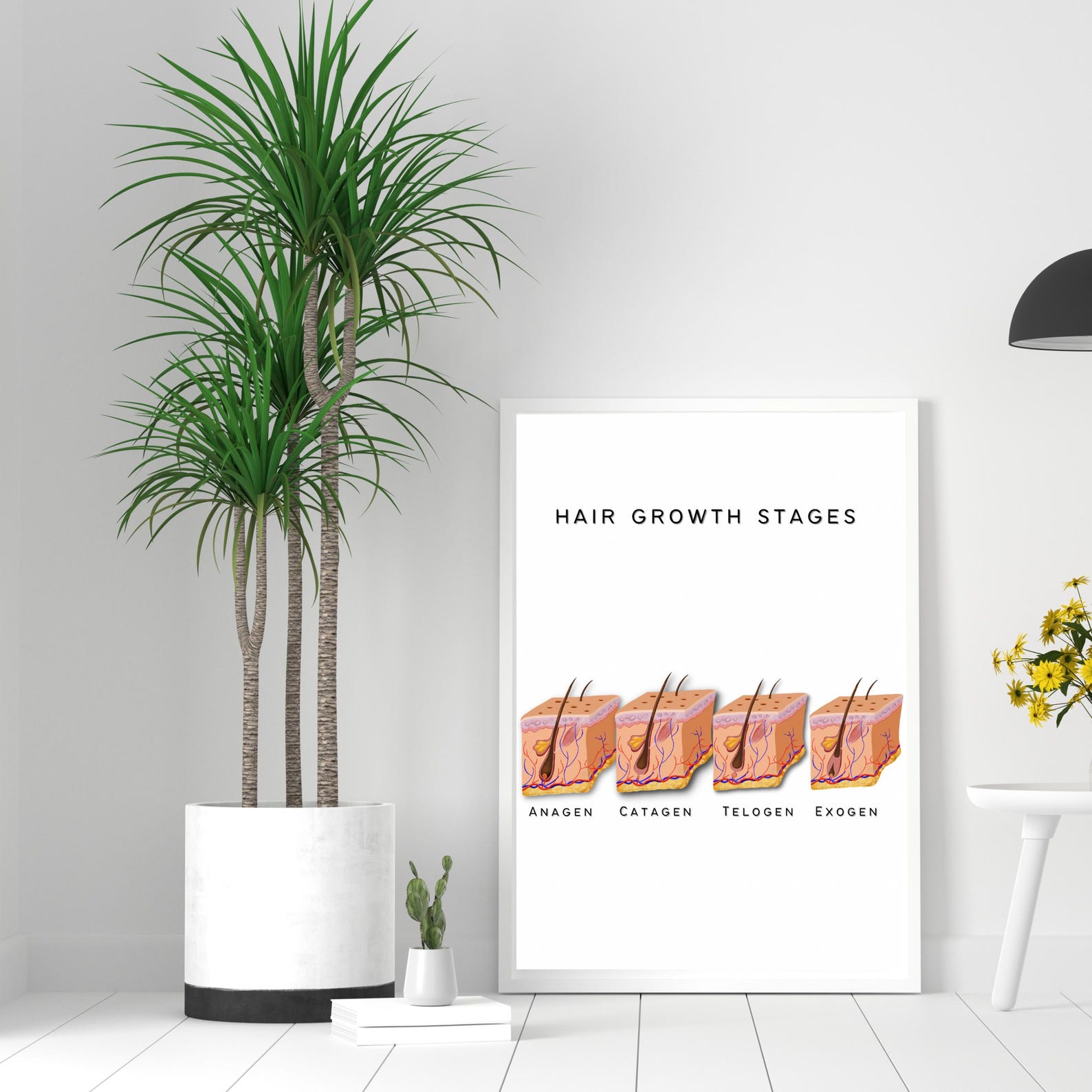 Hair Growth Stages Anatomy Poster, Digital Print, Anatomy, A4, A3, A1 ...