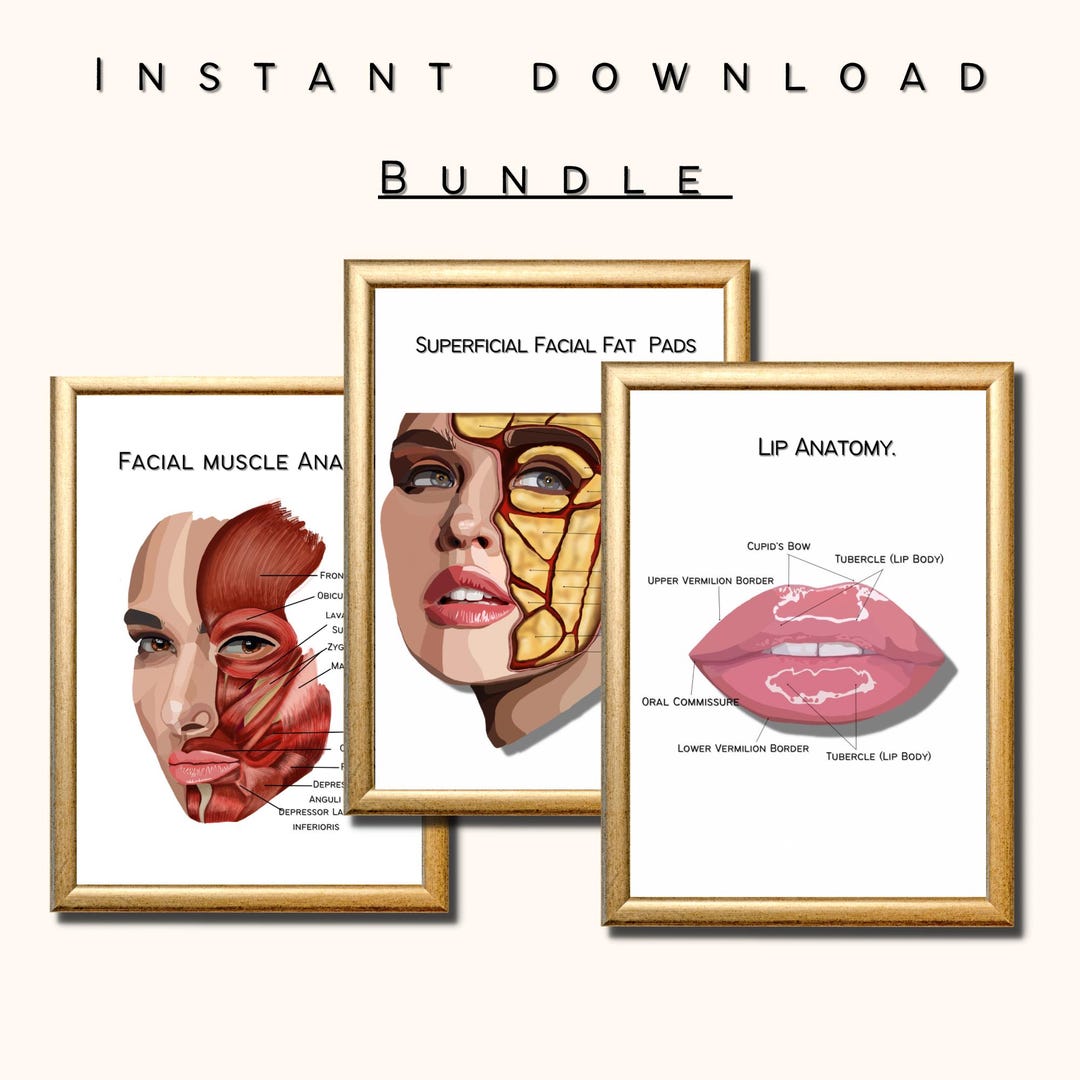 Facial Anatomy Poster Bundle, Muscle, Fat, Lip (A4 PDF) - Etsy