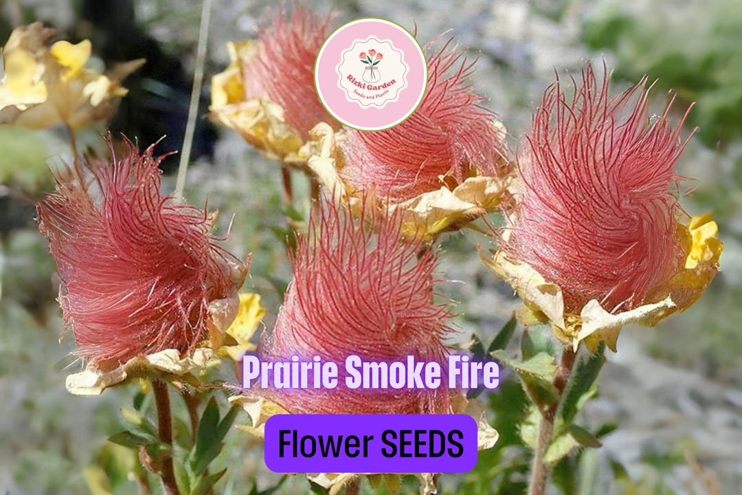 20 Prairie Smoke Fire Flower Seeds – Geum Triflorum – Rare Wildflower ...
