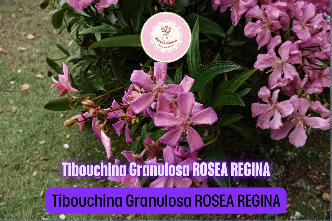 Tibouchina Granulosa Rosea Regina Live Plant – Pink Princess Flower ...