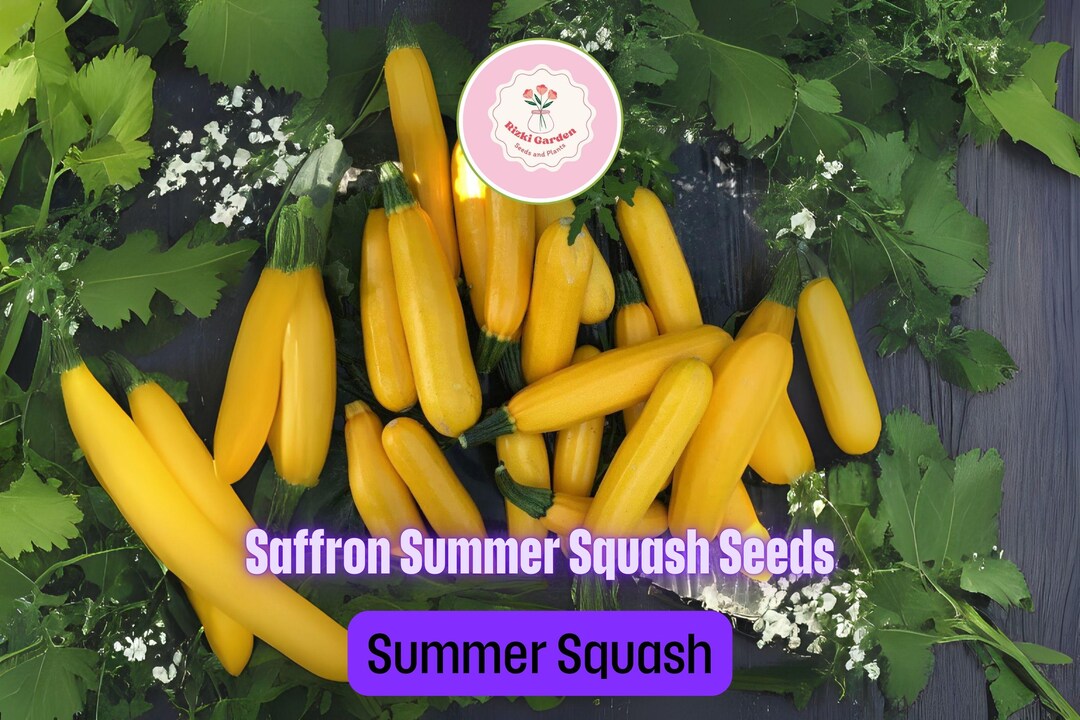 10 Saffron Summer Squash Seeds for Planting | Grandprize Yellow Squash ...