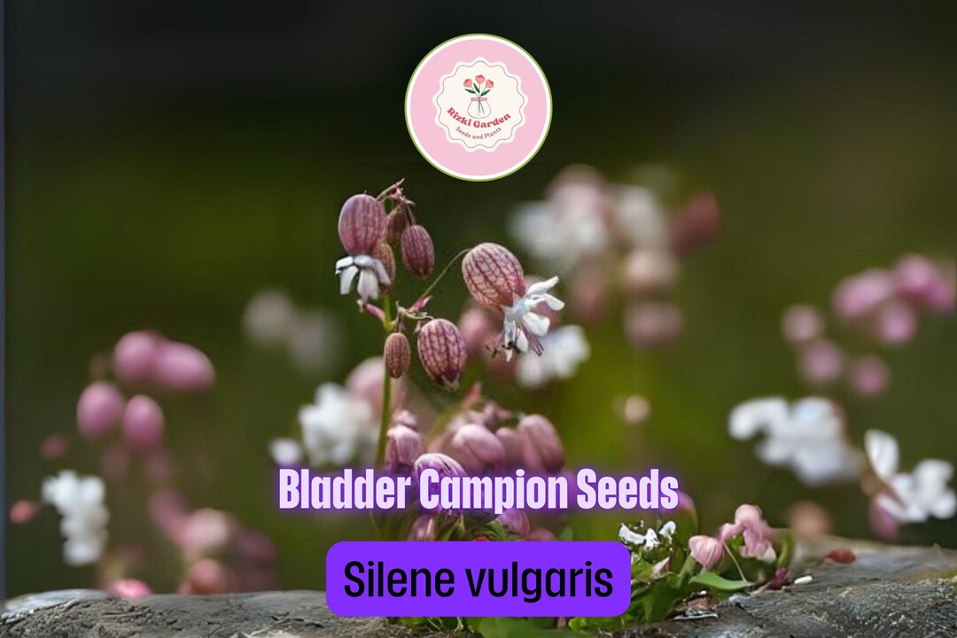 50 Bladder Campion Seeds for Planting – Silene Vulgaris – Delicate ...